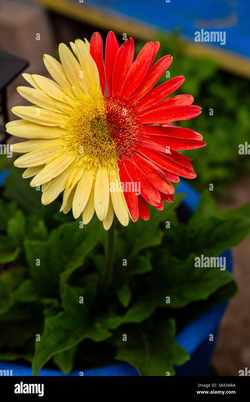 Chimera daisy hi-res stock photography and images - Alamy