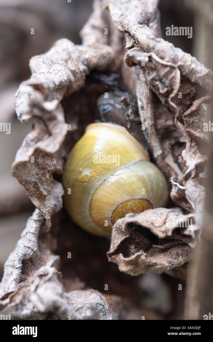 Eine Weinbergschnecke in einem welken Feigenblatt in Aachen am 18 ...