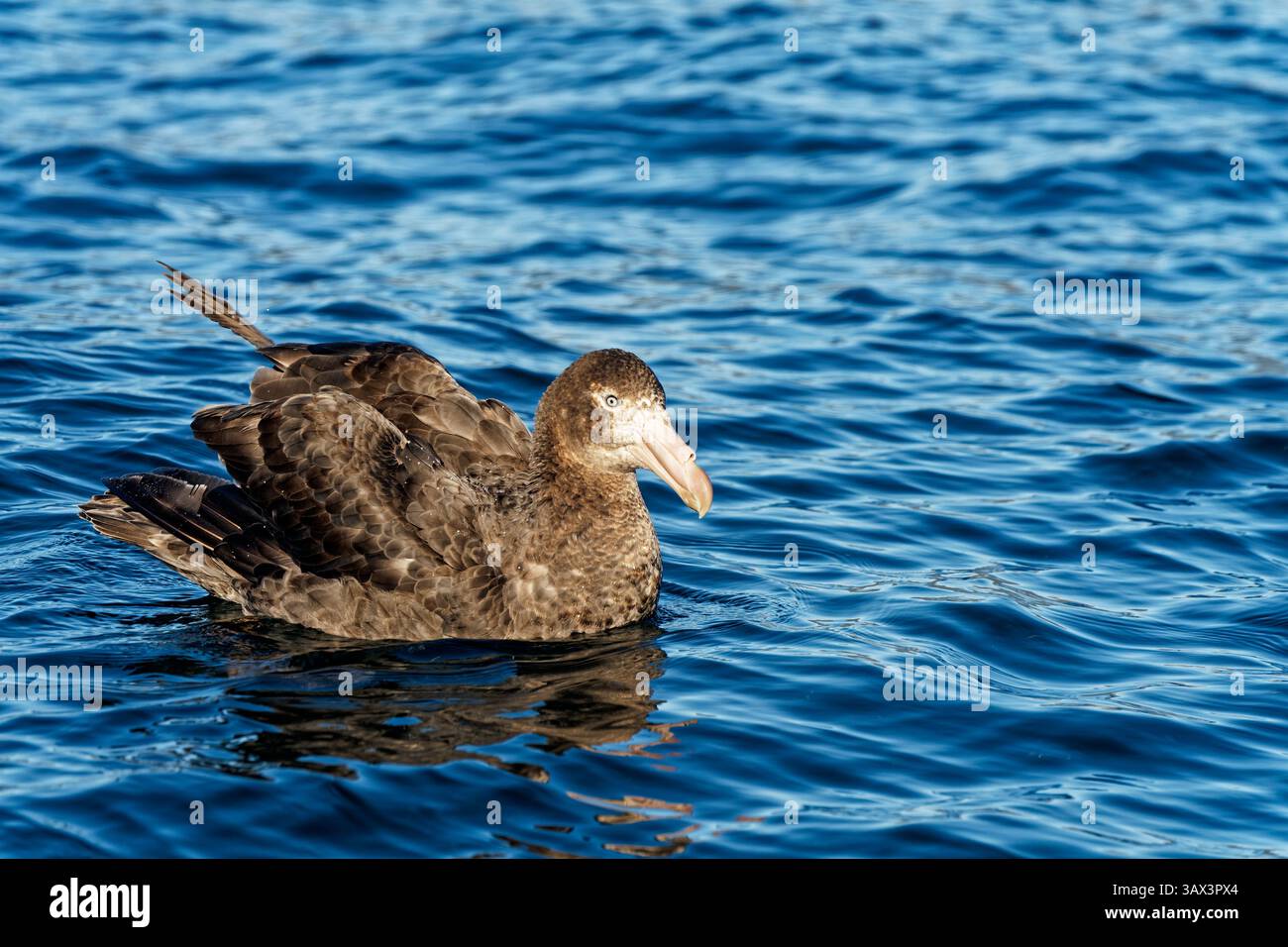 Southern giant petrel, sitting on the ocean, profile view, Kaikoura ...