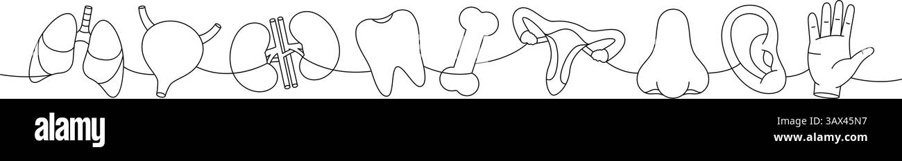 Set of human organ one line continuous drawing. Lungs, bladder, kidneys, tooth, bone ...