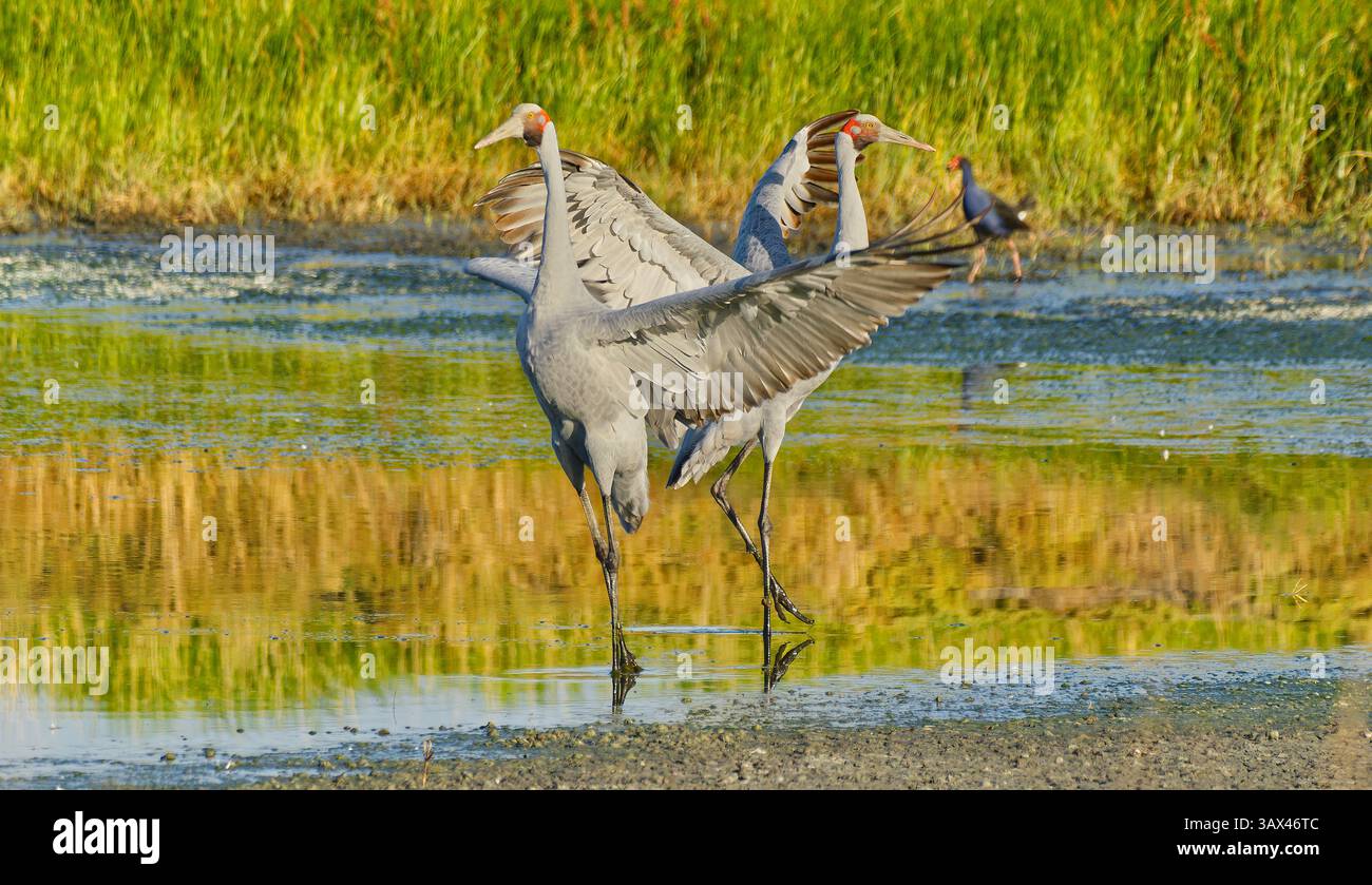 A mating pair of Brolga (Antigone rubicunda) Australian cranes wings spread in mating dance over ...