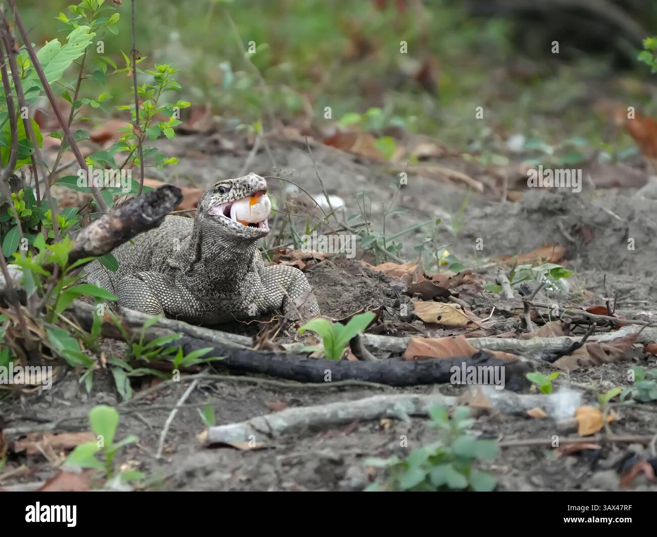 April 20, 2025, Kaziranga National Park, Samdrup Jongkhar, Bhutan: A ...