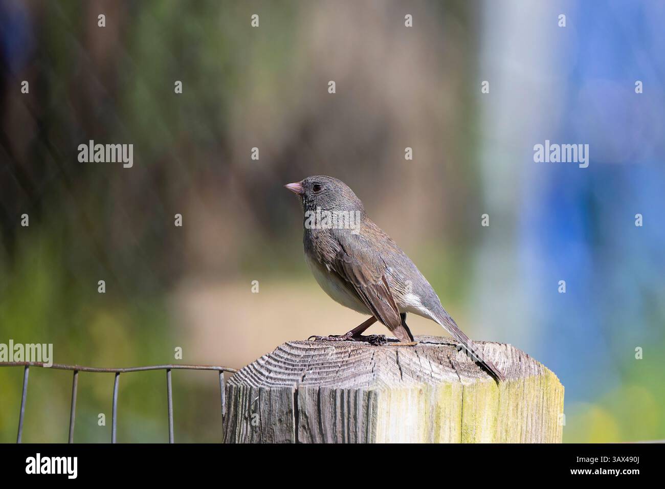 The dark-eyed junco (Junco hyemalis ), male on the yeard Stock Photo ...