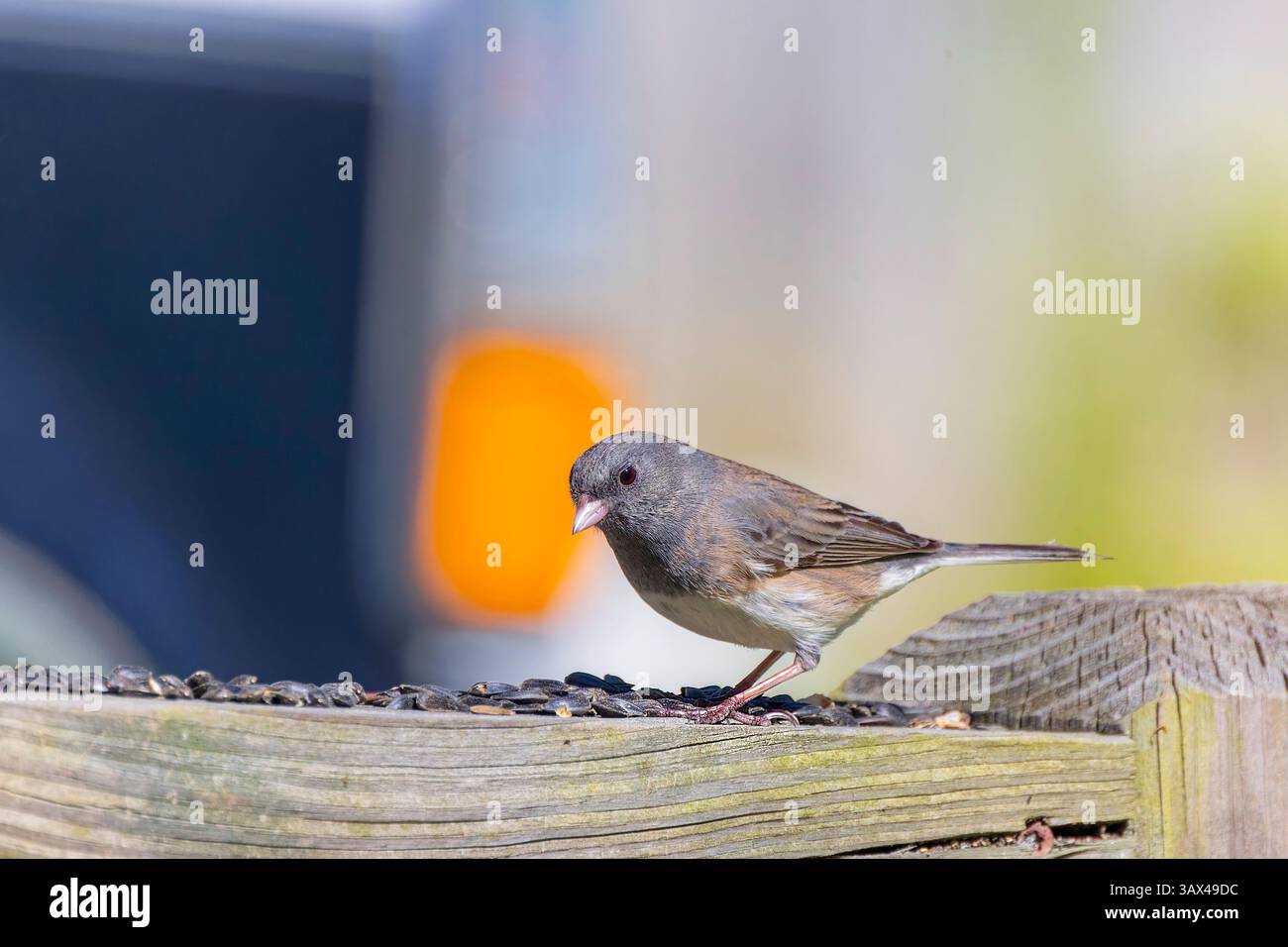 The dark-eyed junco (Junco hyemalis ), male on the yeard Stock Photo ...