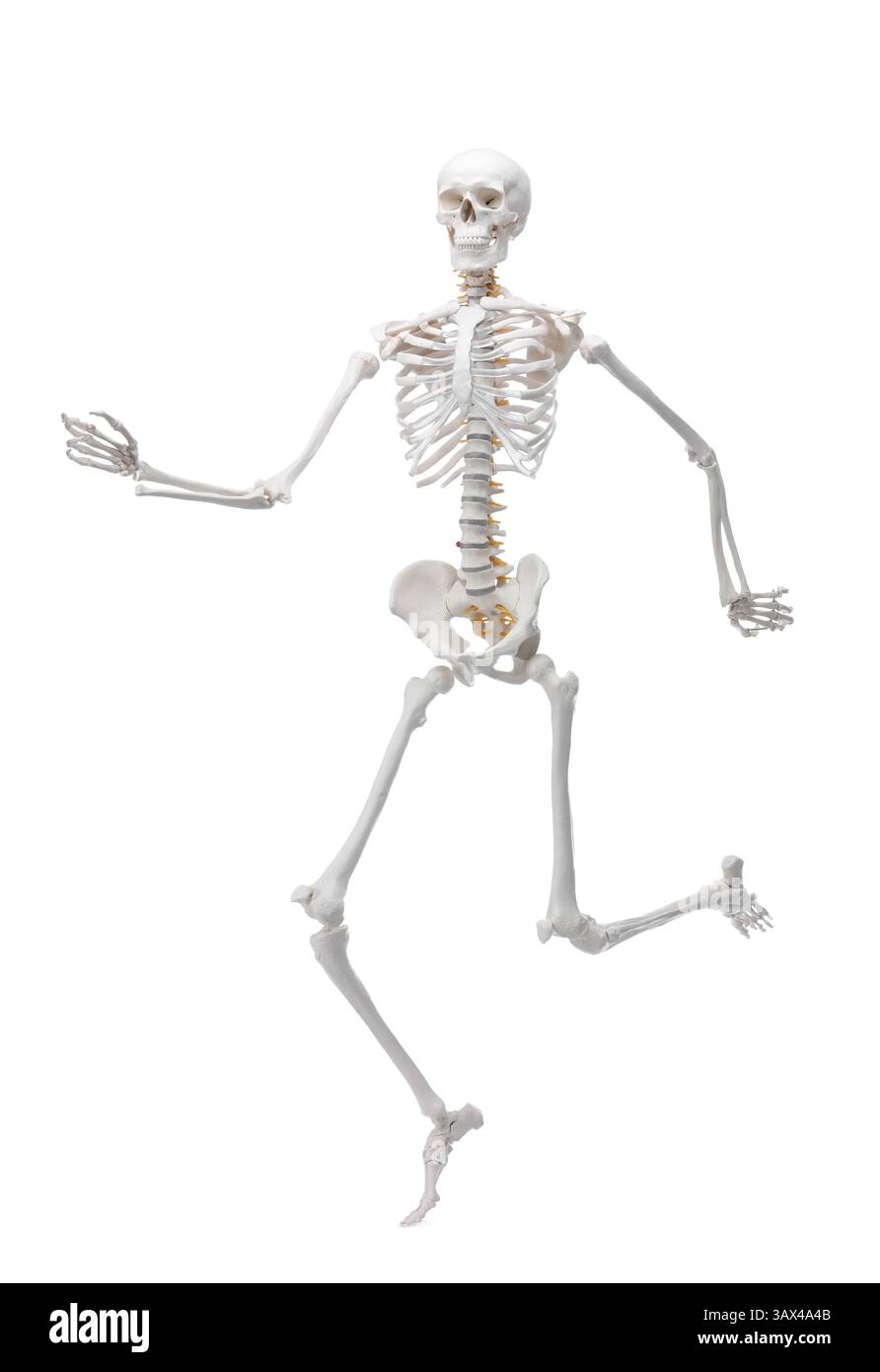 Artificial human skeleton model isolated on white Stock Photo - Alamy