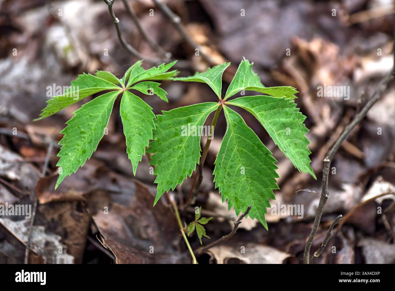 Virginia Creeper (Parthenocissus quinquefolia) can be identified by 5 ...