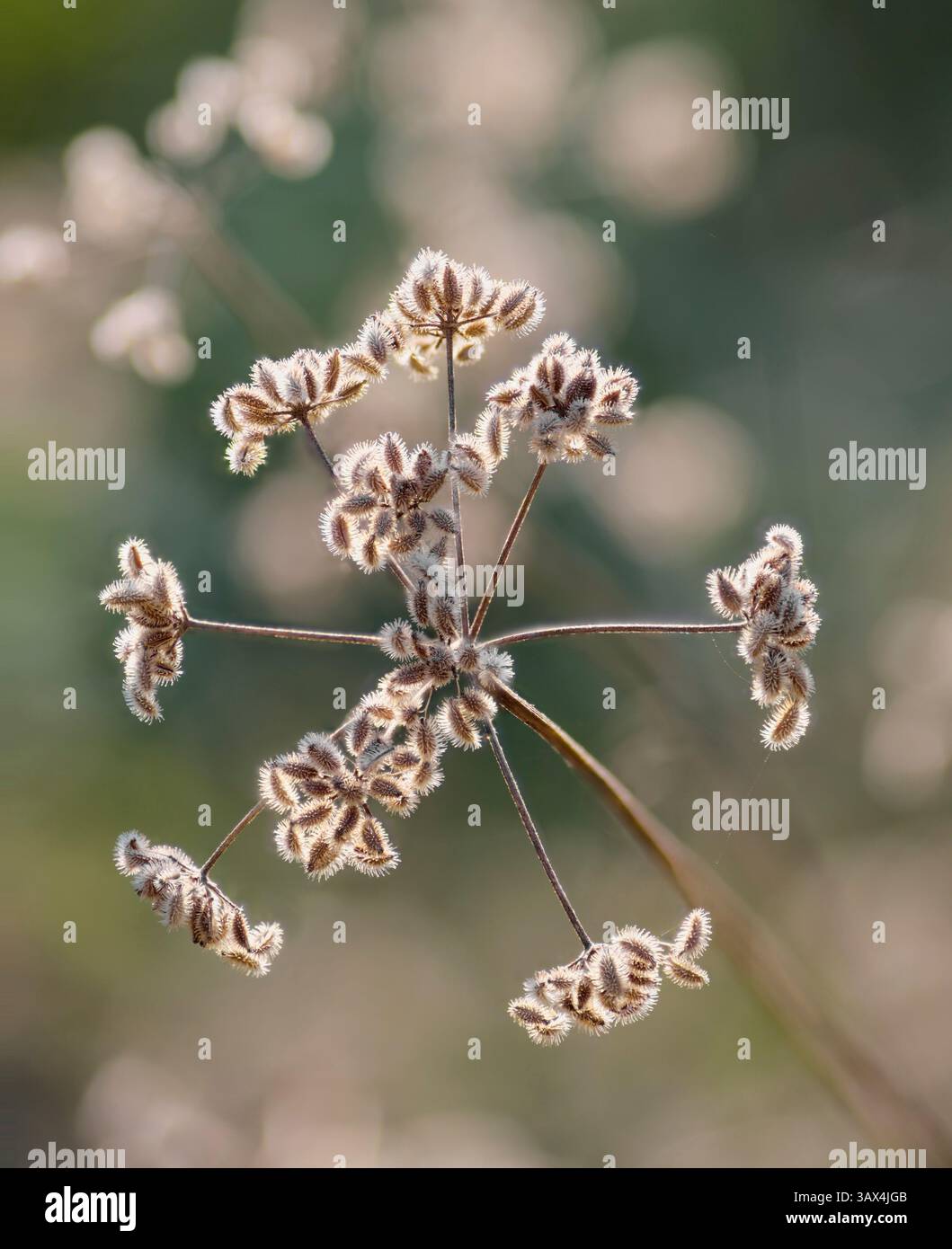 Mature seeds of Queen Anne's Lace (Daucus carota) with hooked ...