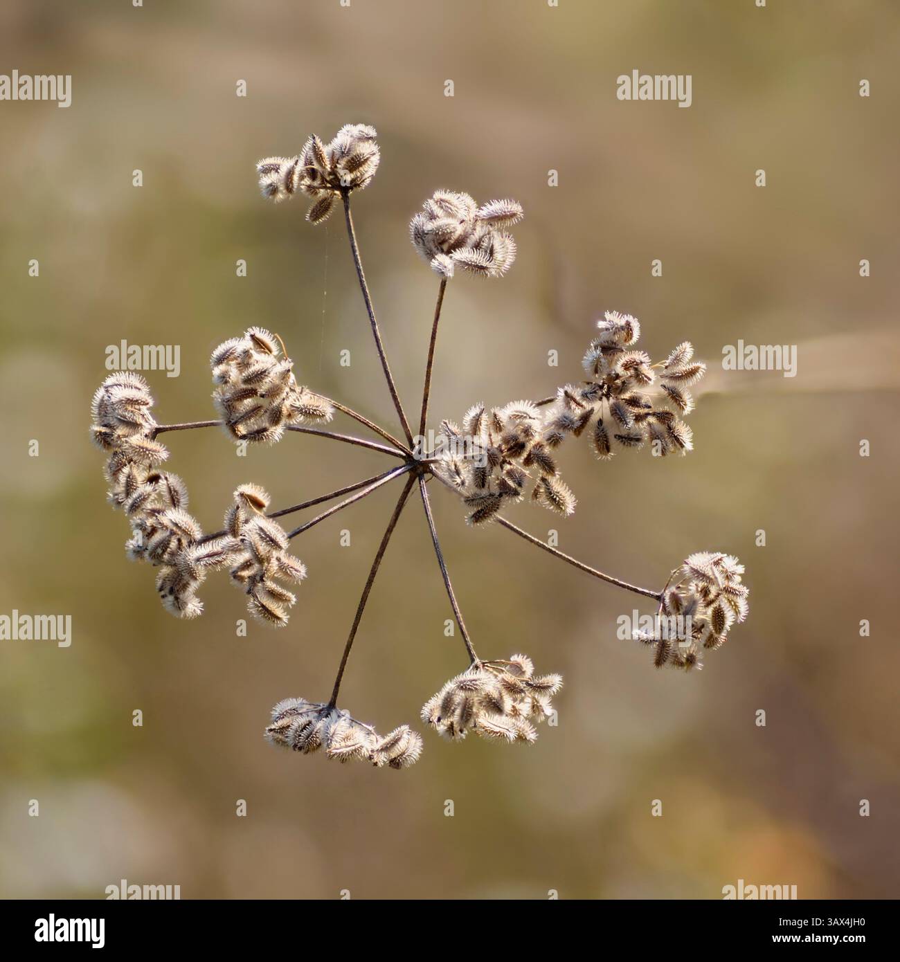 Hooked projections hi-res stock photography and images - Alamy