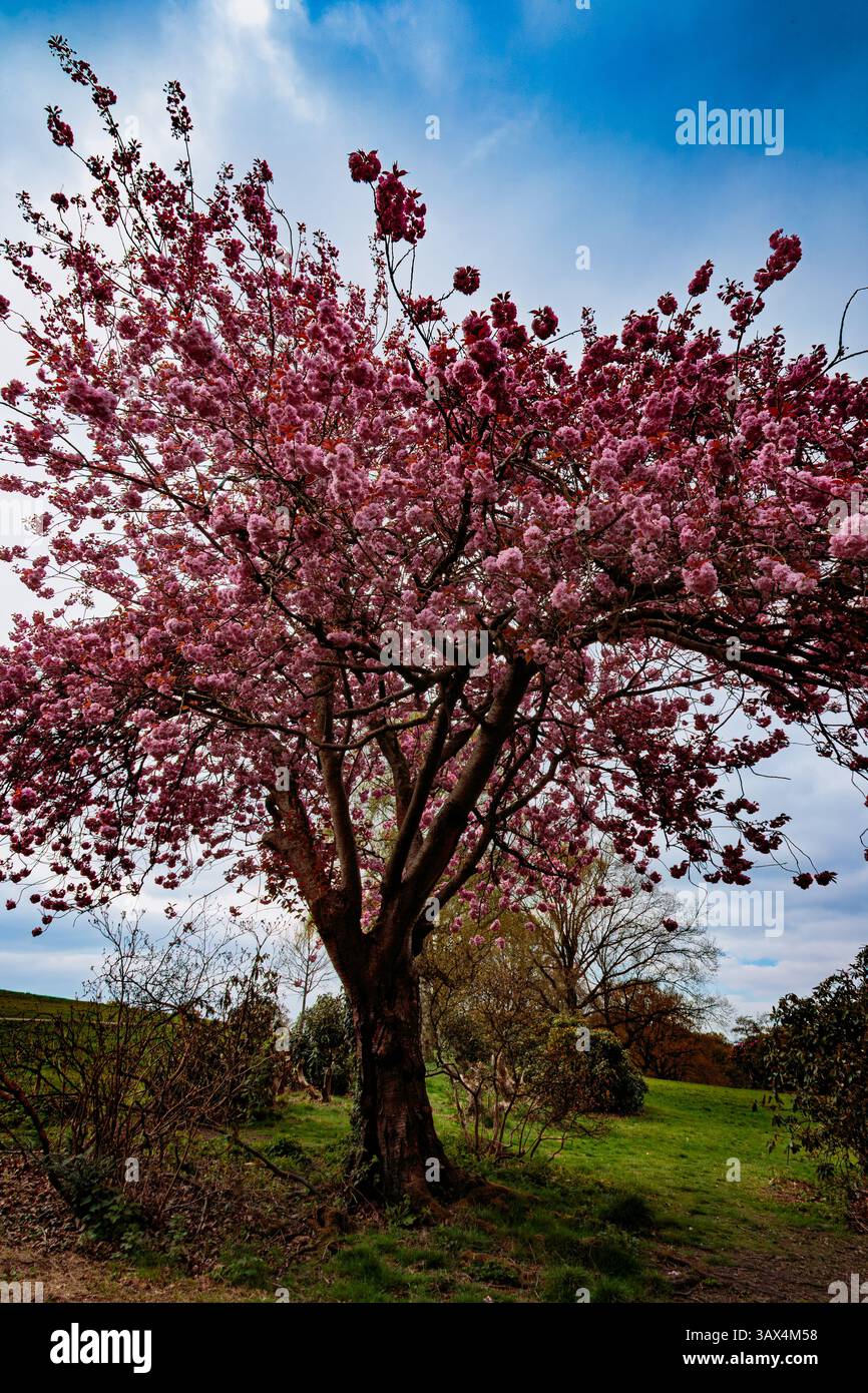 Graves Park Sheffield Spring April 2025 Stock Photo - Alamy