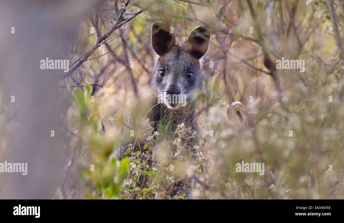 An Eastern grey kangaroo (Macropus giganteus) mammal hidden in ...