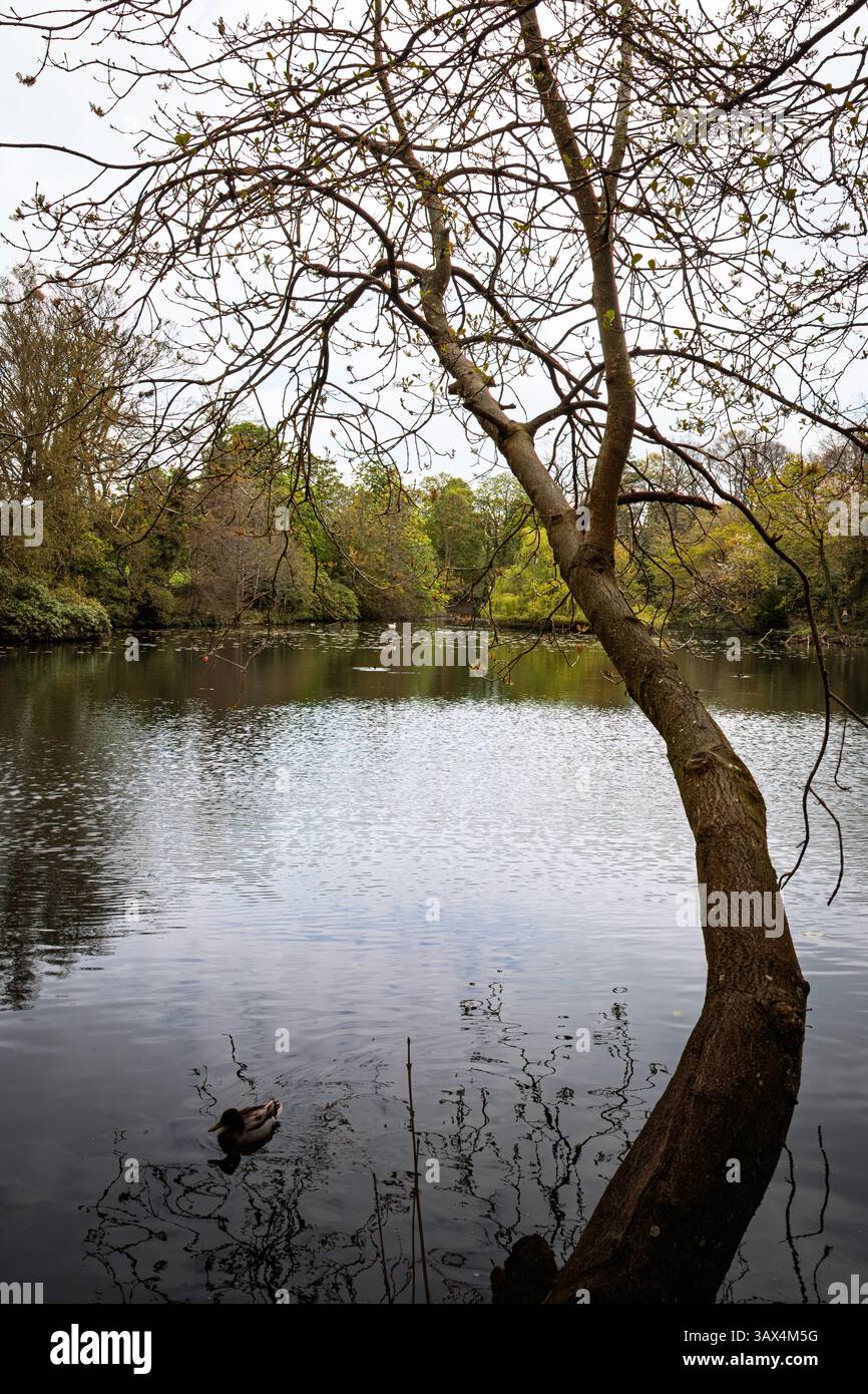 Graves Park Sheffield Spring April 2025 Stock Photo - Alamy