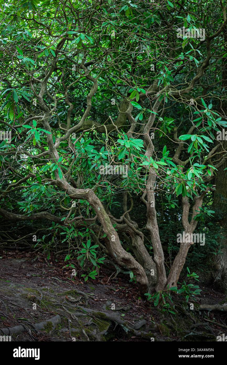 Graves Park Sheffield Spring April 2025 Stock Photo - Alamy