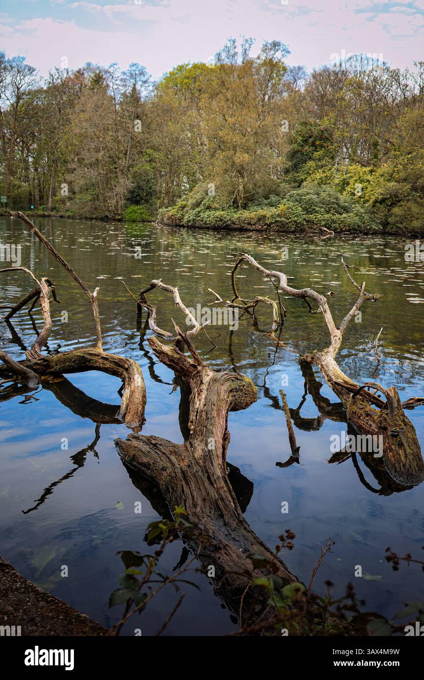 Graves Park Sheffield Spring April 2025 Stock Photo - Alamy