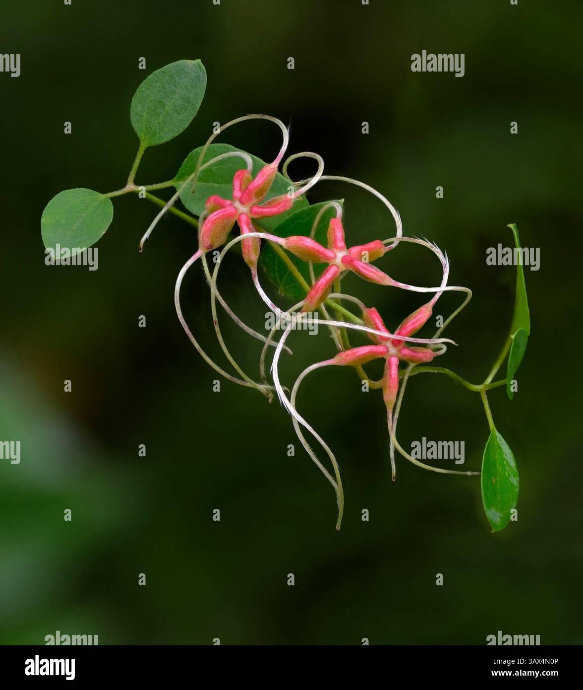 Clematis virginiana hi-res stock photography and images - Alamy