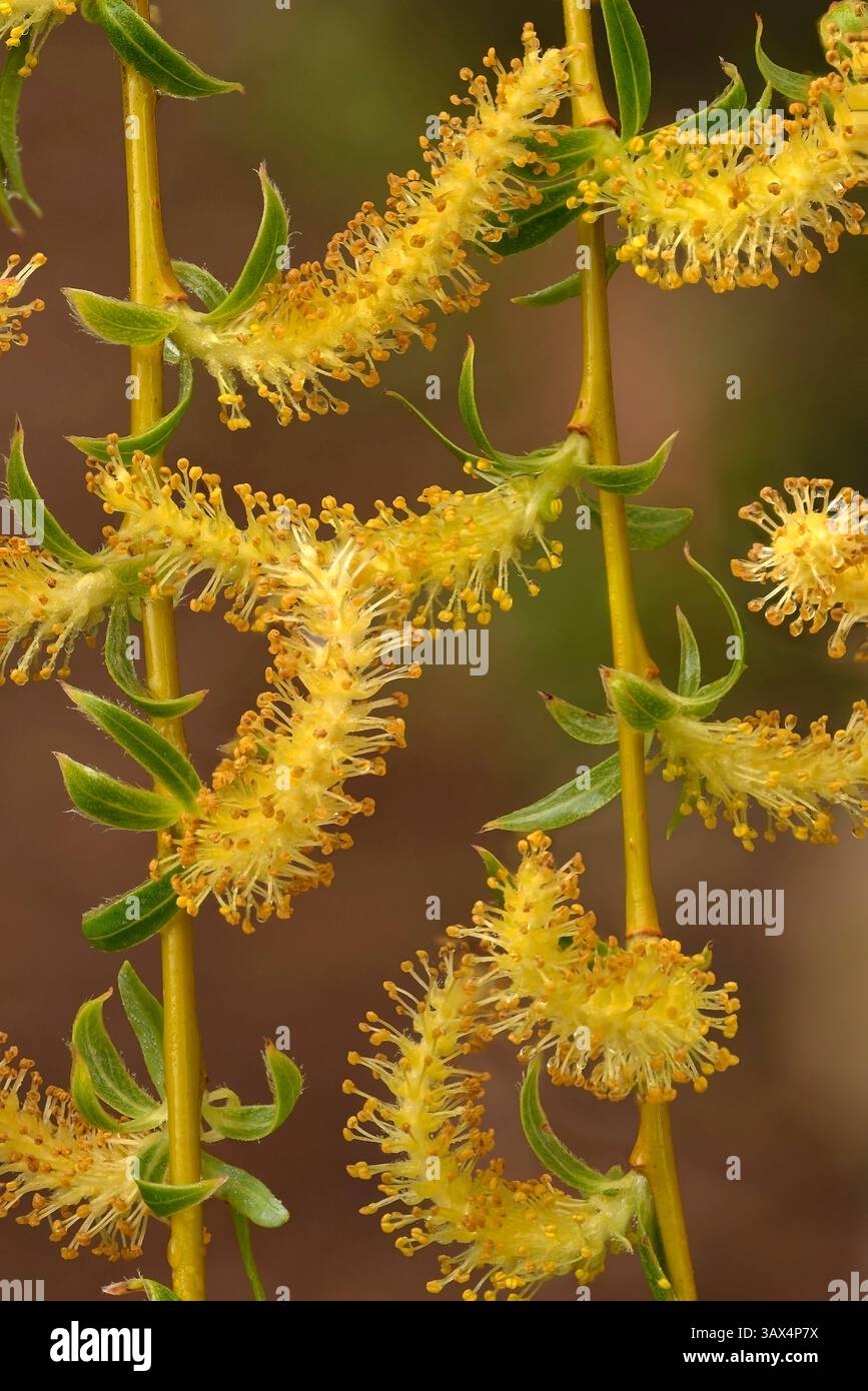 Weeping willow (Salix babylonica) catkins in spring season Stock Photo - Alamy