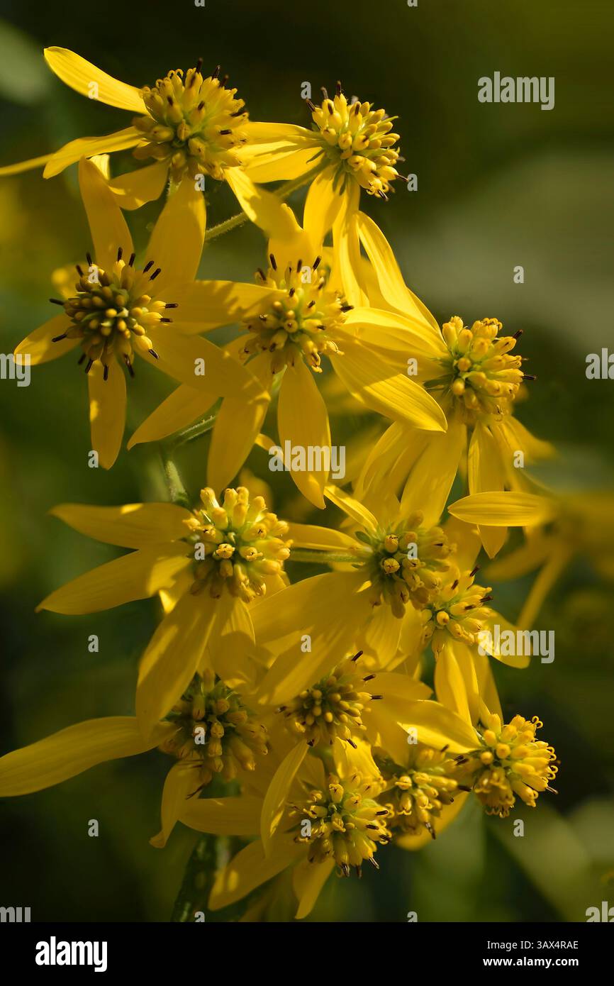 Bright yellow flowers of Wingstem crownbeard (Verbesina alternifolia ...