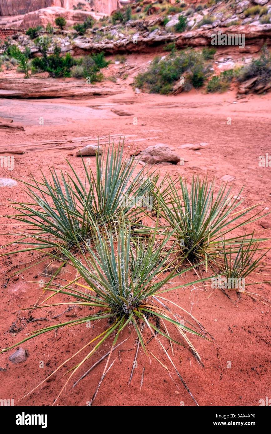 Yucca plants (Yucca gloriosa or Agave americana), also known as Spanish ...