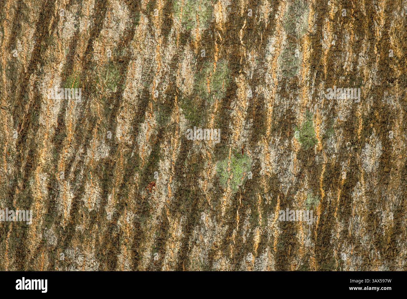 The Blue Quandong typically refers to the tree species Elaeocarpus ...