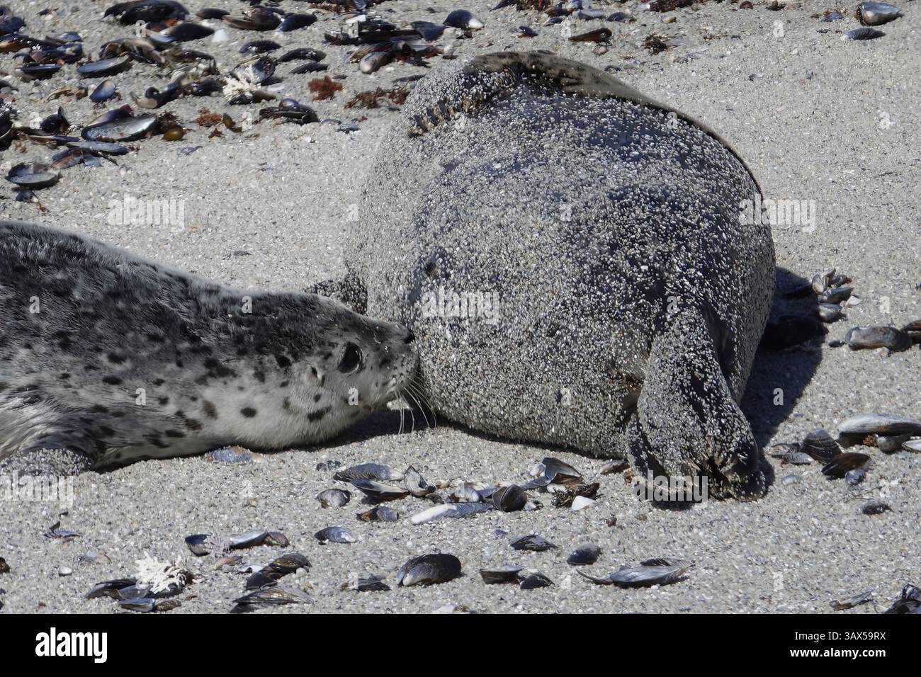 Monterey Peninsula, California, USA. 20th Apr, 2025. Birthing season ...