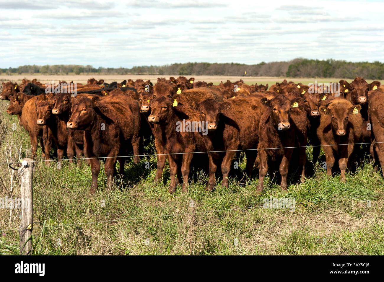 Raza de vaca hi-res stock photography and images - Alamy