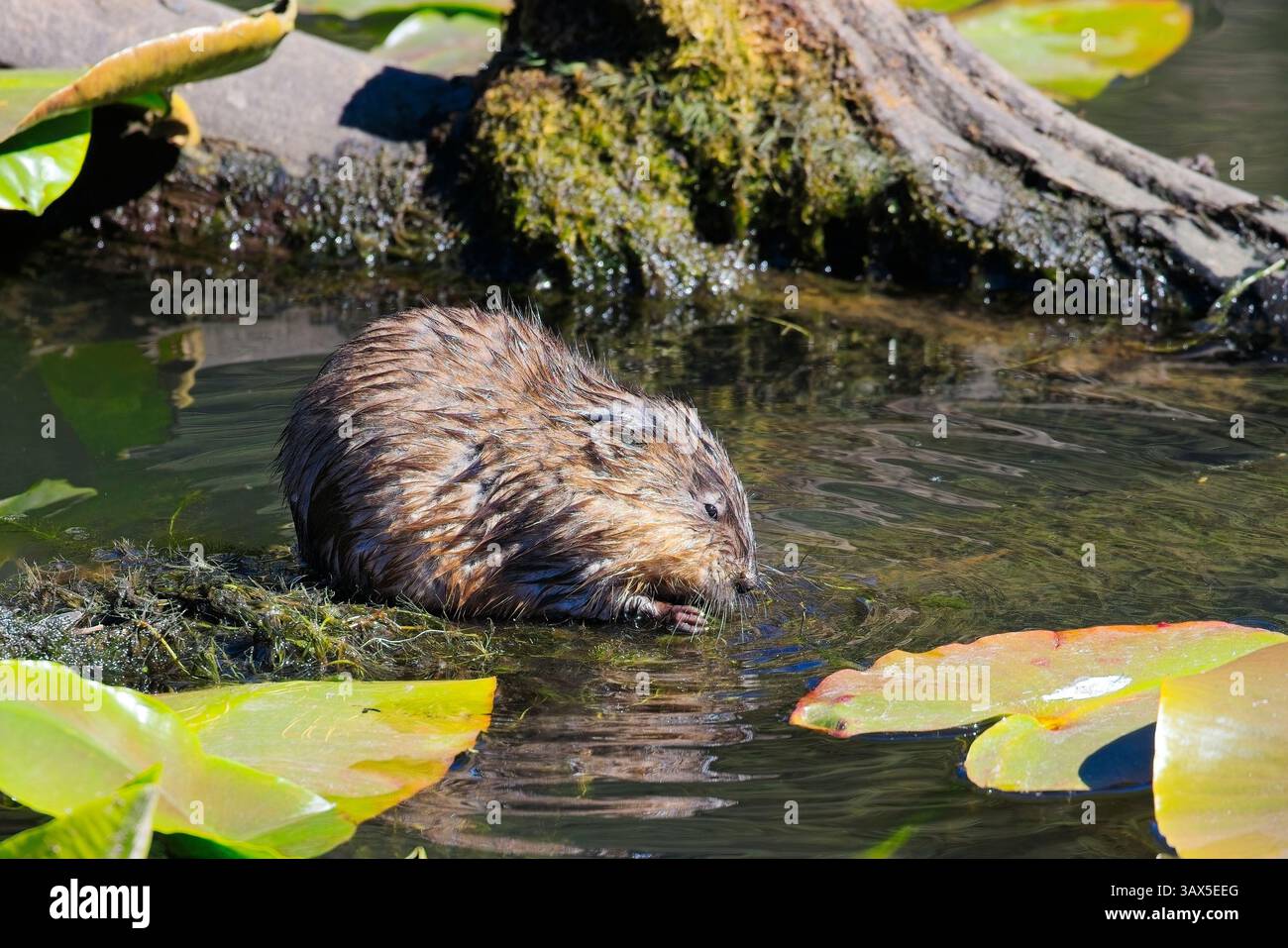 A small muskrat sits on a submersed log on the water foraging for food ...