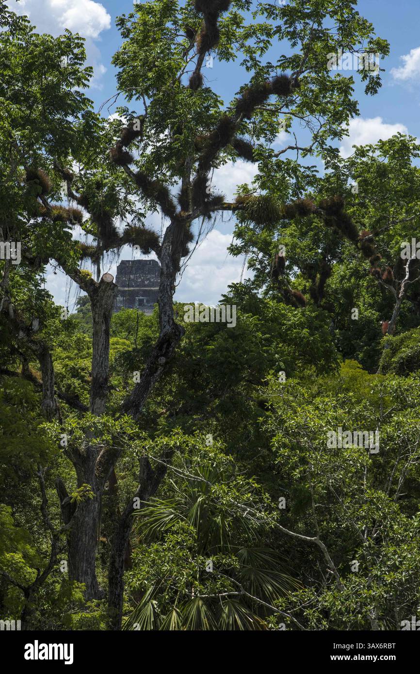 August 2, 2014 - Tikal National Park, Peten, Guatemala - View of the ...