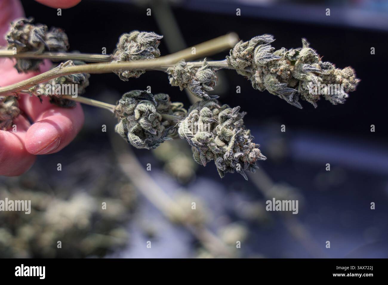 a vendor from Kings Greens holds up a plant at he 420 Celebration on ...