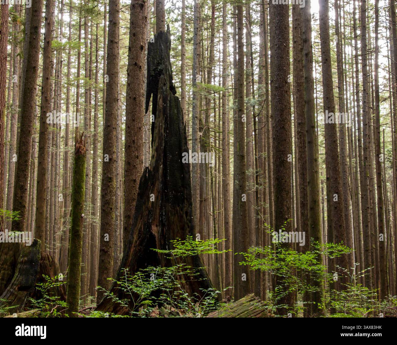 In a lush forest filled with towering trees, a large and jagged tree ...