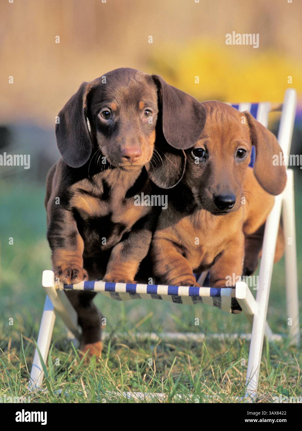 Dachshund Dogs, two puppies shorthaired, siting in beach chair watching curious Stock Photo - Alamy