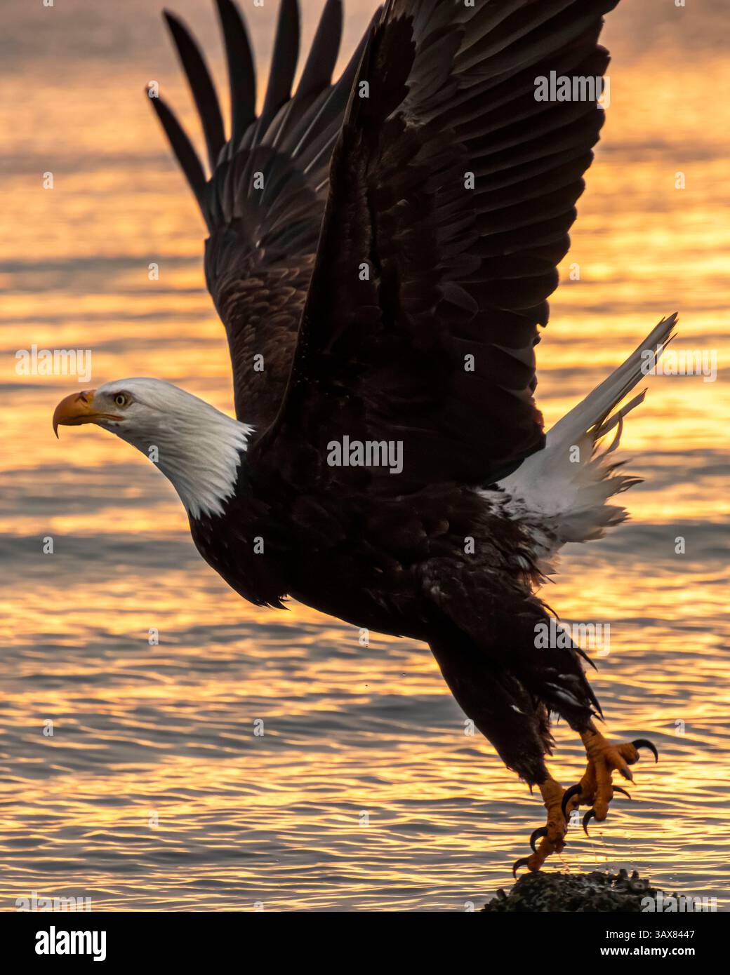 Flight over the sea during golden hour hi-res stock photography and ...