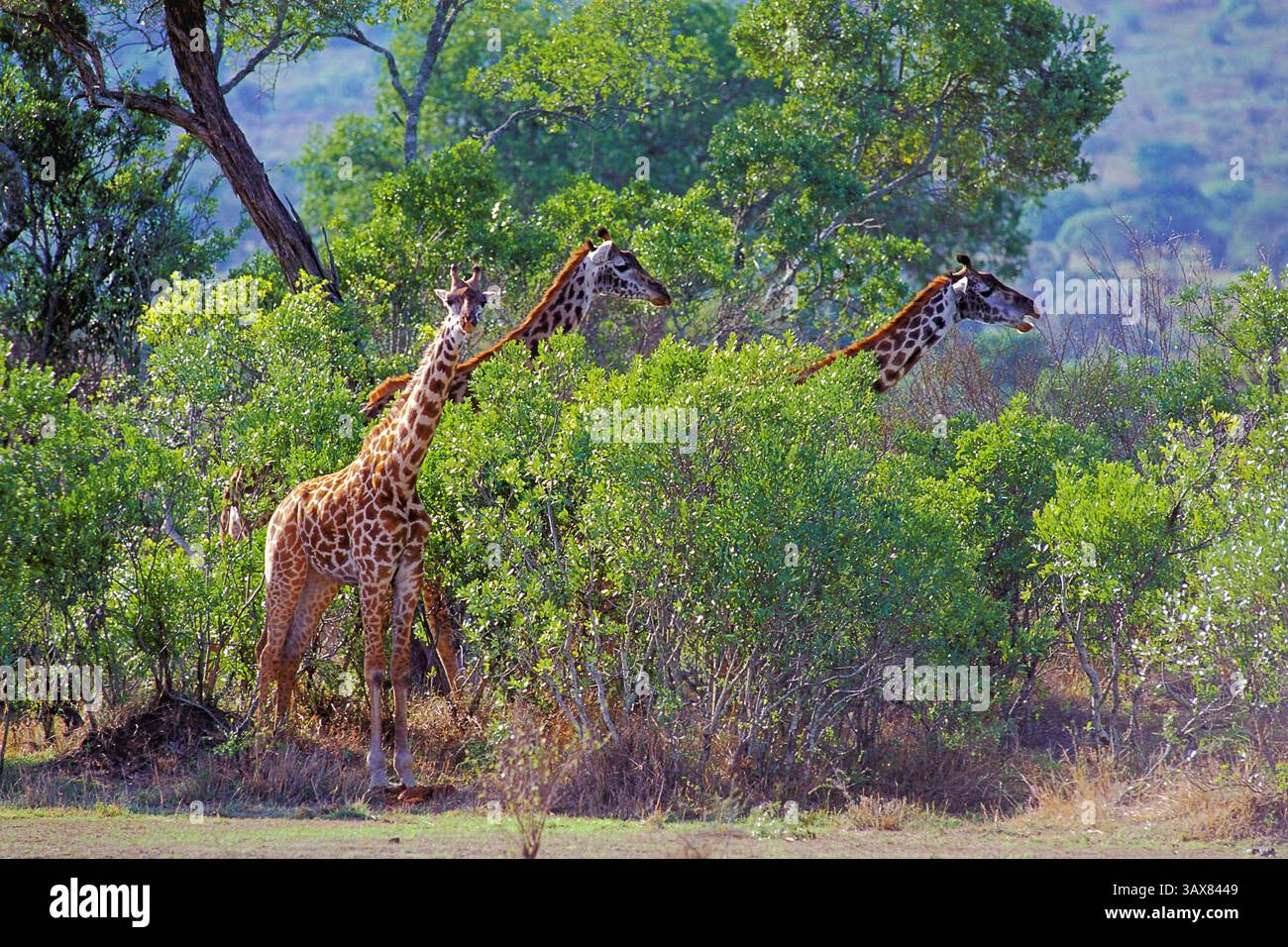 Group of Masai Giraffes walking in lush green forest area, Masai Mara ...