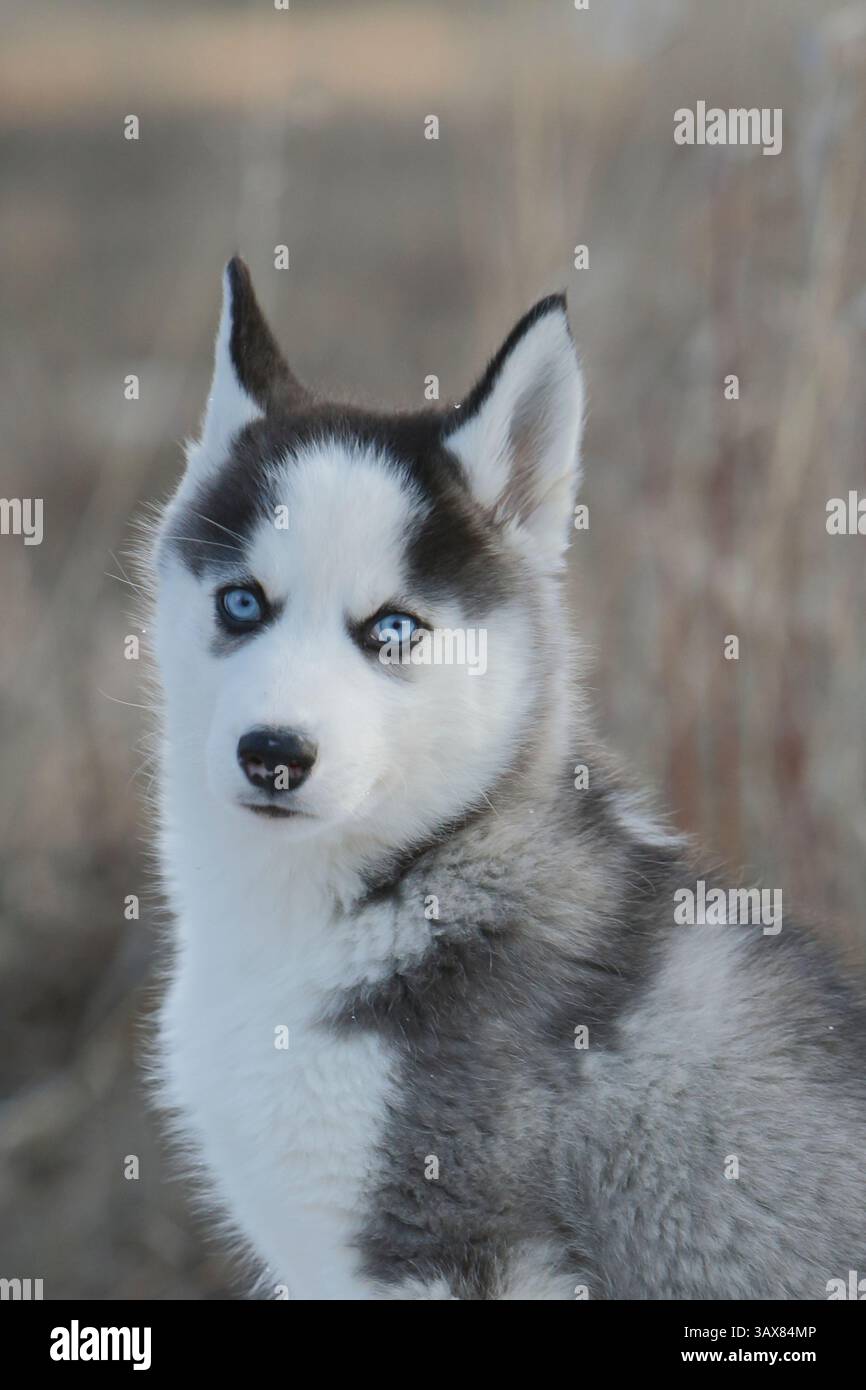 Sweet Husky puppy, blue eyes, portrait, looking, curious Stock Photo ...