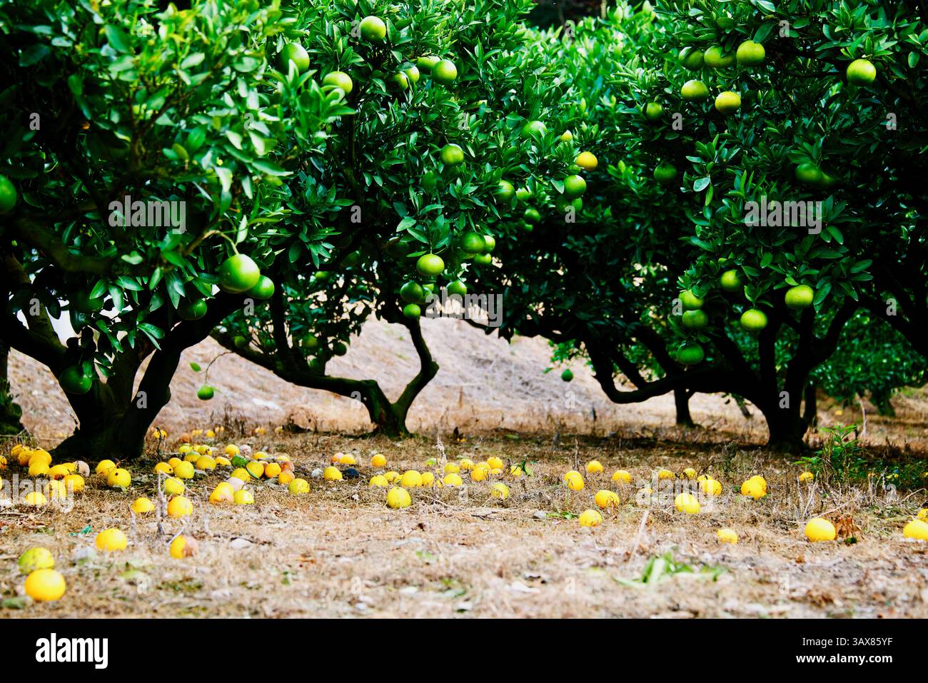 Photo shows Iyo Mikan oranges in a small village on the Seto Inland Sea ...