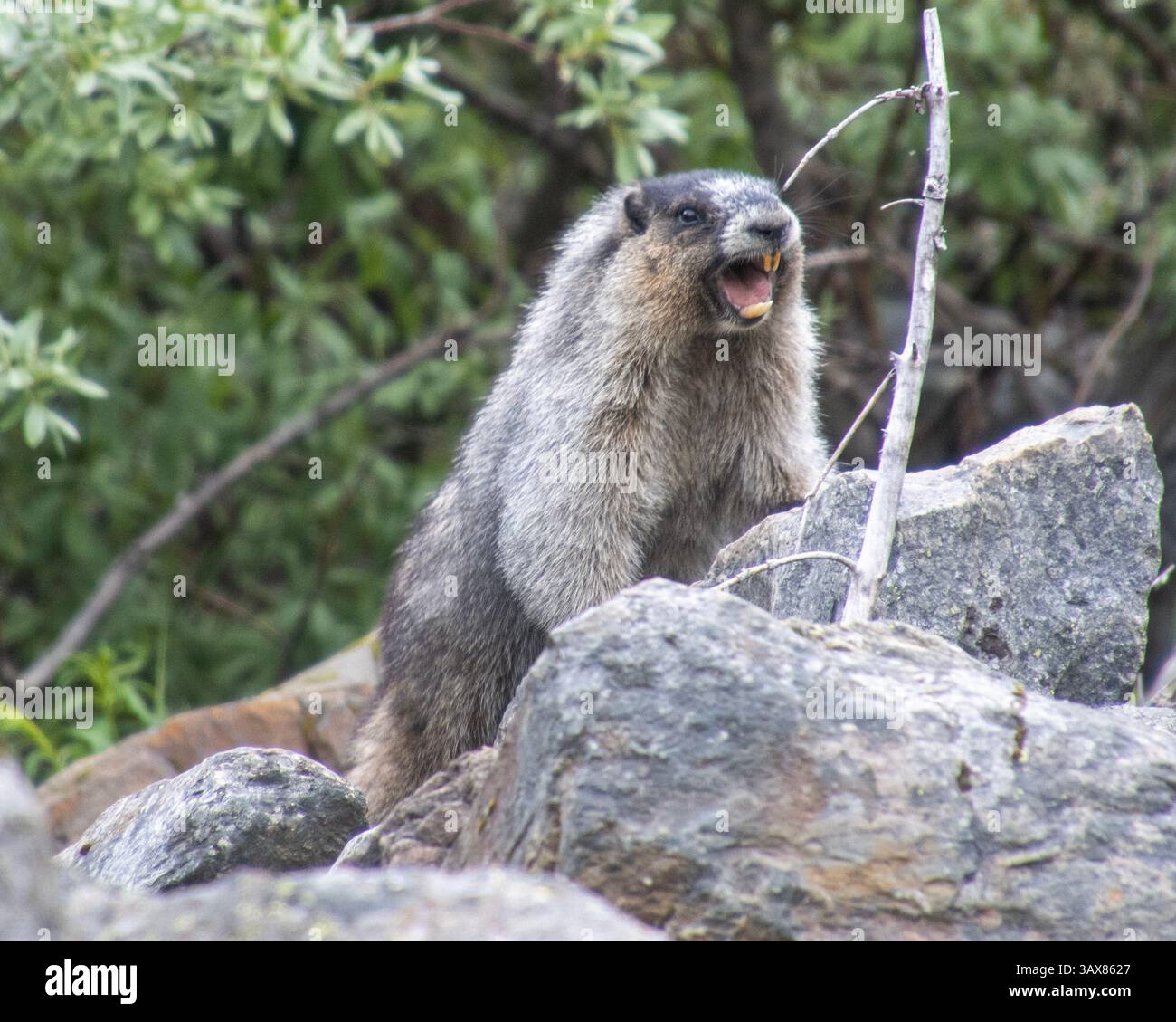 A marmot stands on a large rock, vocalizing in its natural mountain ...