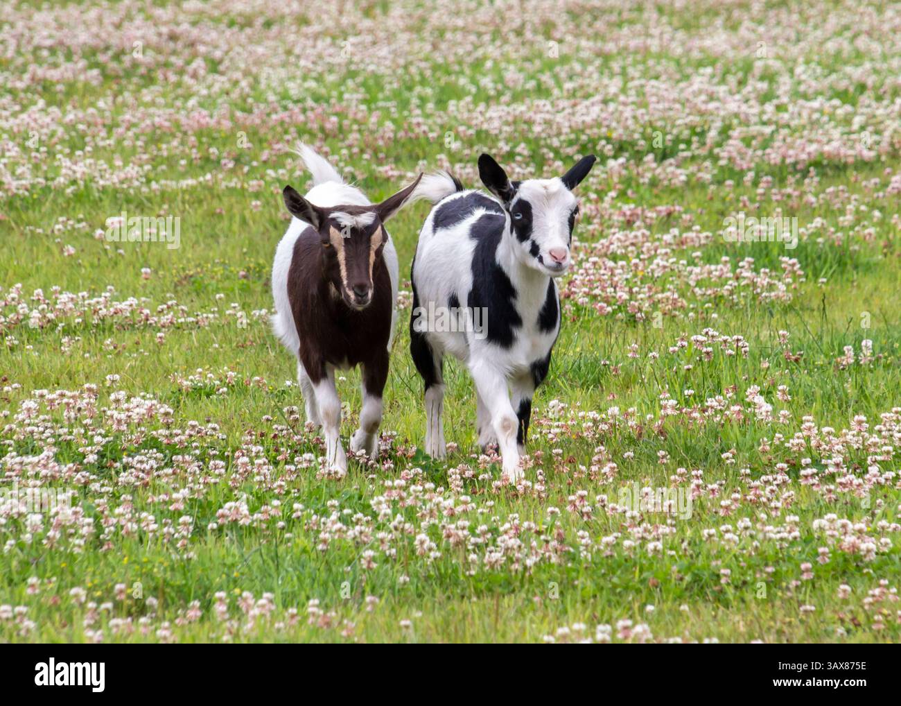 Two young goats frolic through a lush green field filled with blooming ...