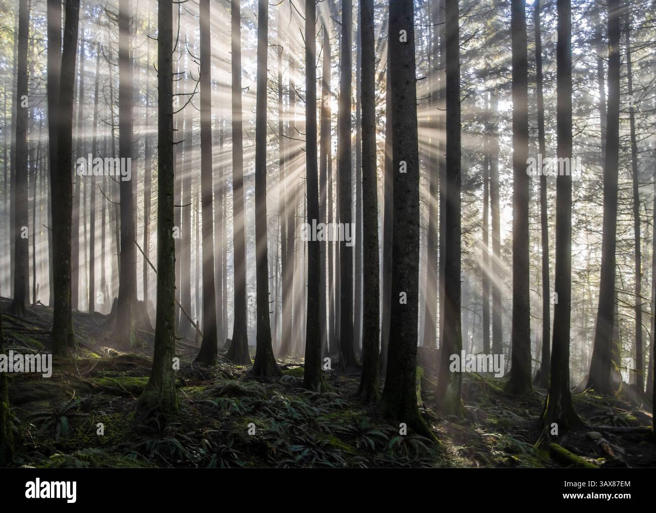 Soft sunlight beams pierce through the dense fog and tall trees in a ...