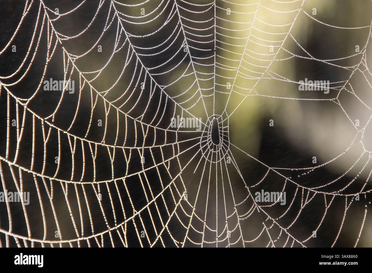 A detailed spider web shows its complex design, shimmering with ...