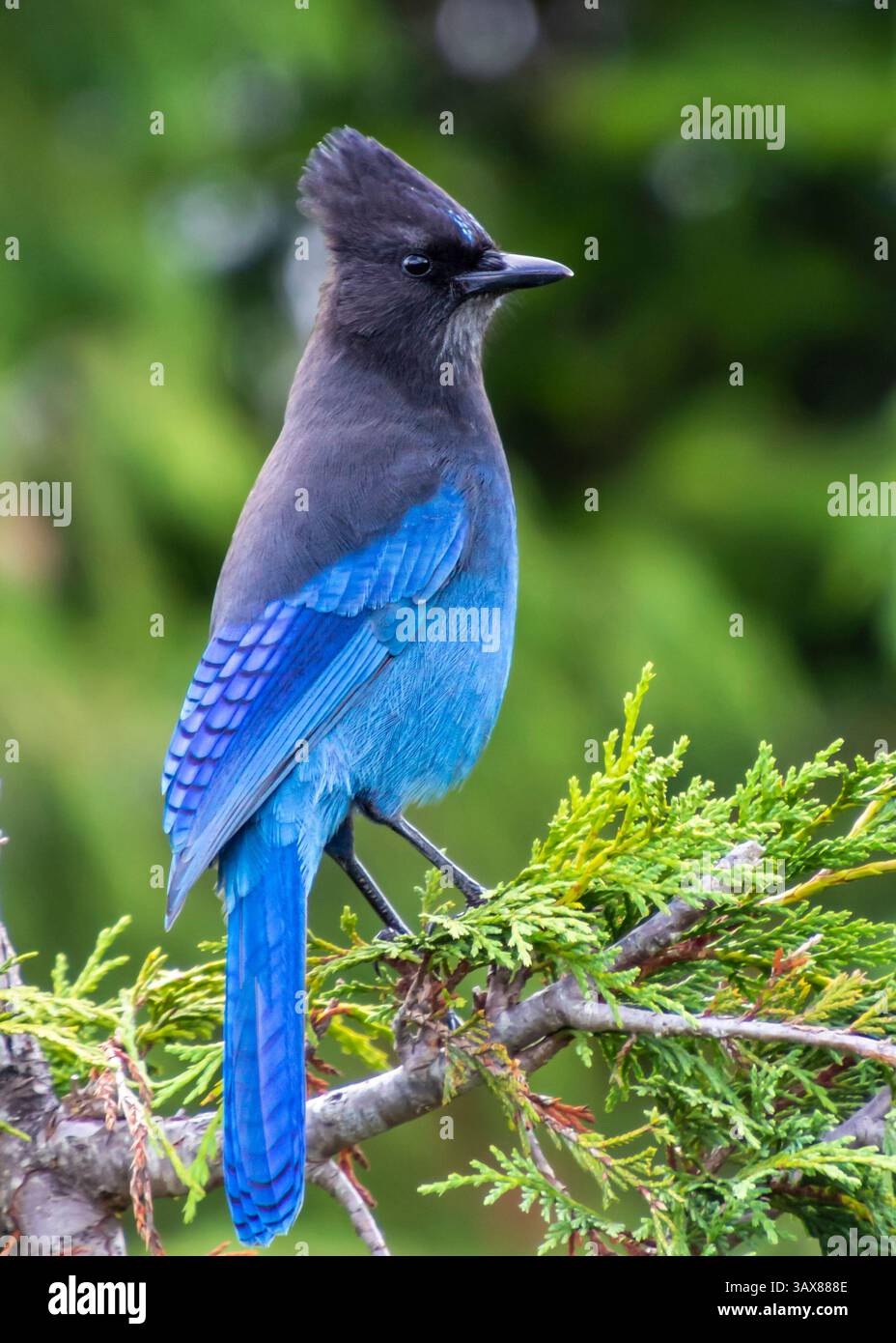 A striking blue bird with a distinctive crest perches on a branch. The ...