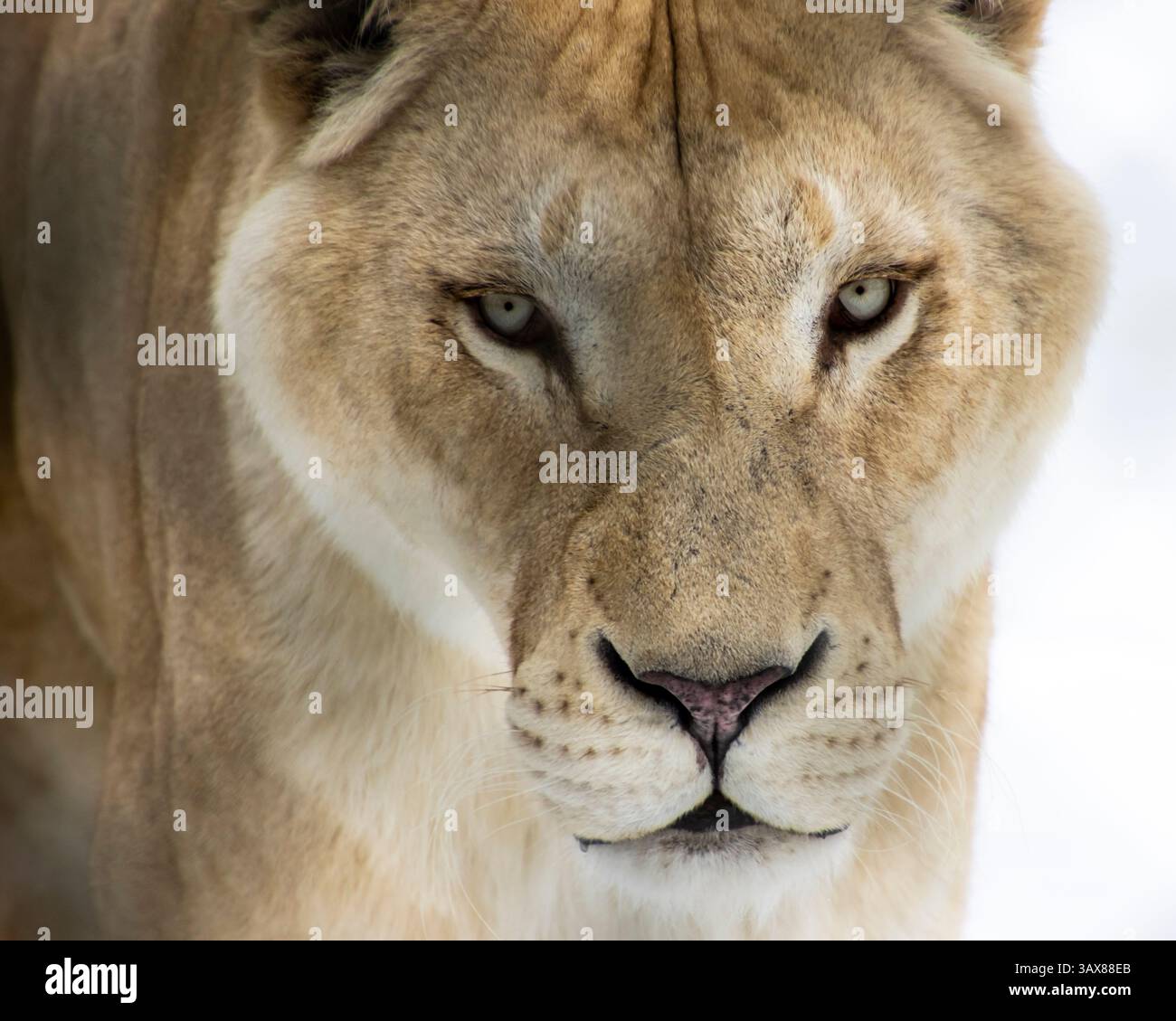 A lioness stands in a snowy environment, staring directly at the camera ...