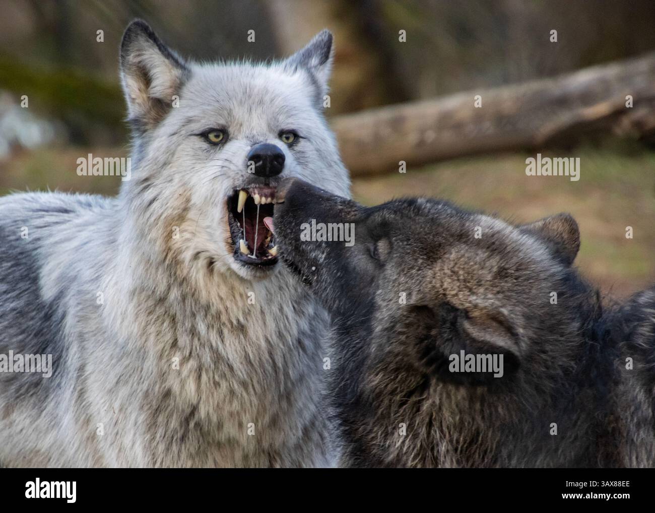 Two wolves engage in playful interaction amidst a serene forest setting ...
