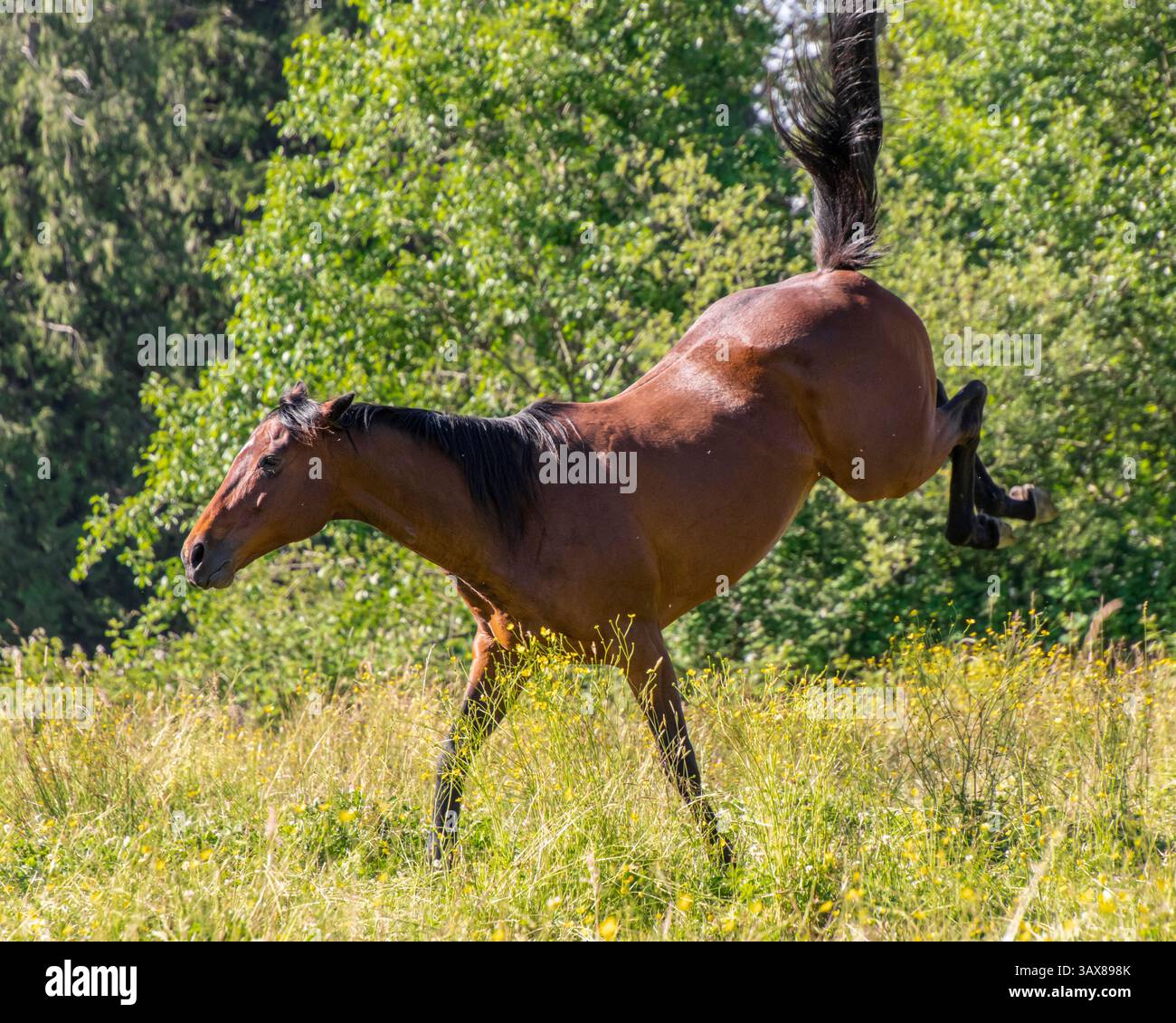 Lively orange horse leaping hi-res stock photography and images - Alamy
