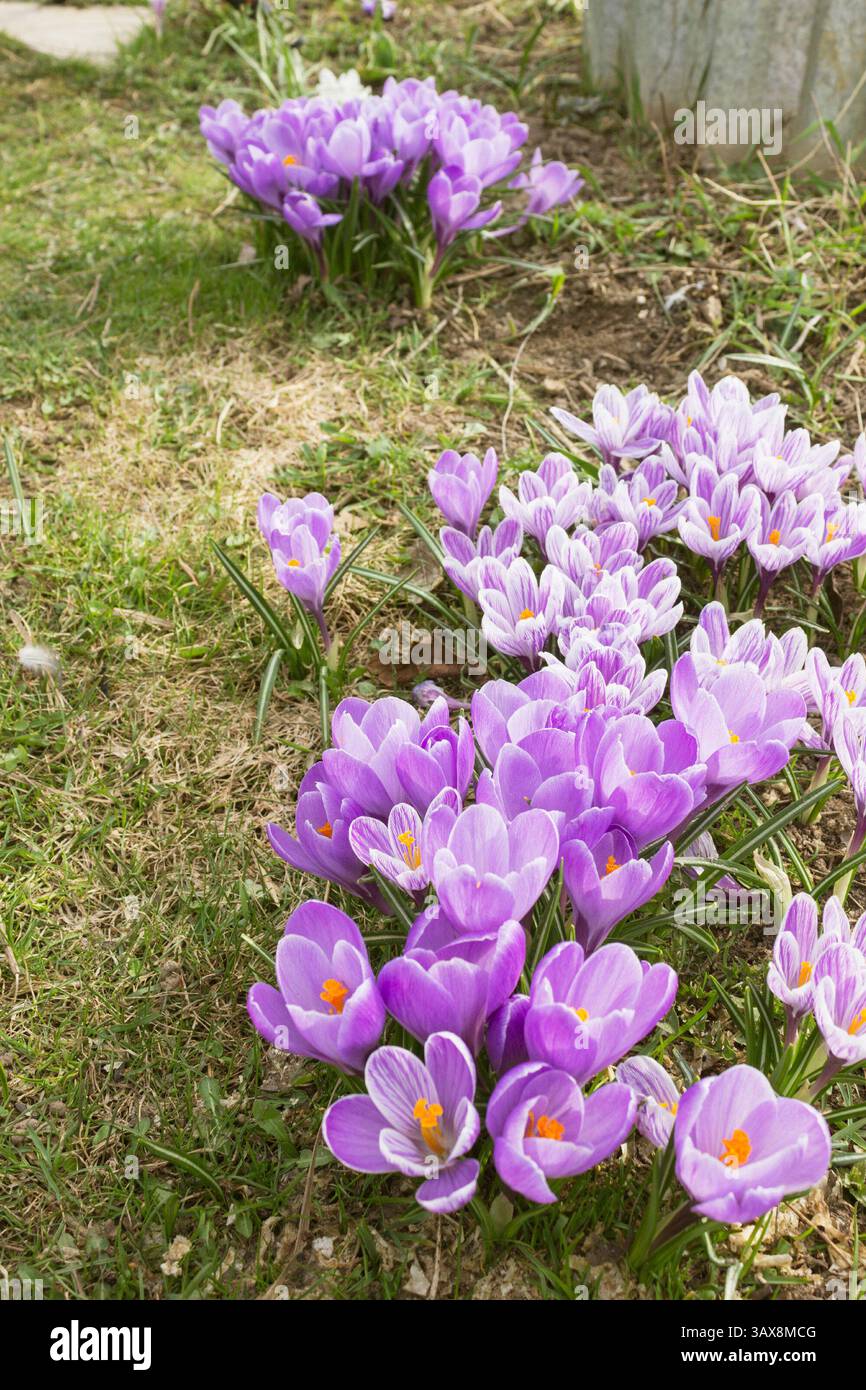 Purple crocuses bloom in April on sunny days in front gardens and ...
