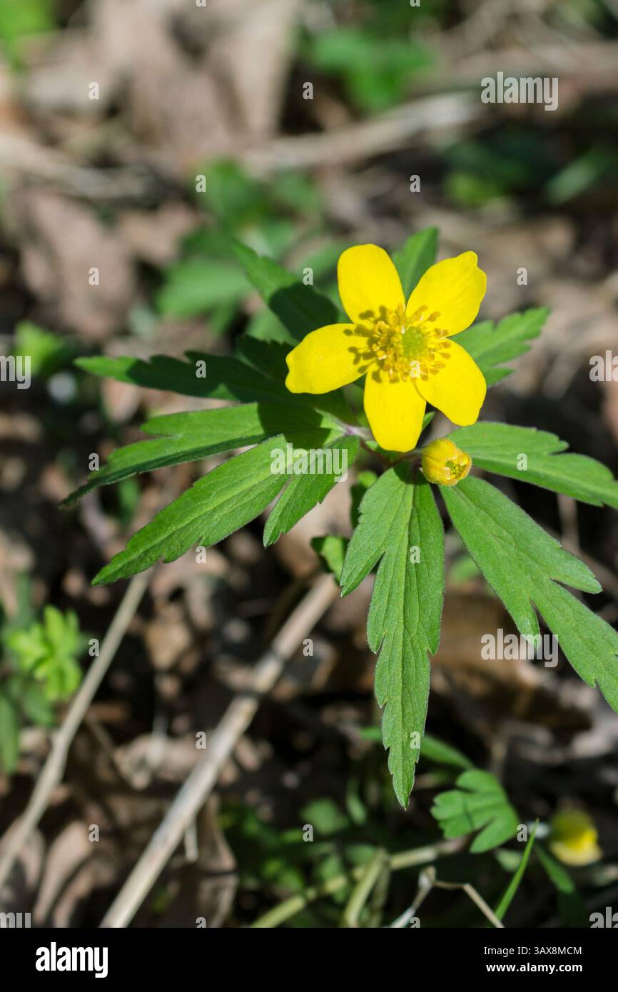 In April during flowering anemone buttercup (L. Anemonoides ...