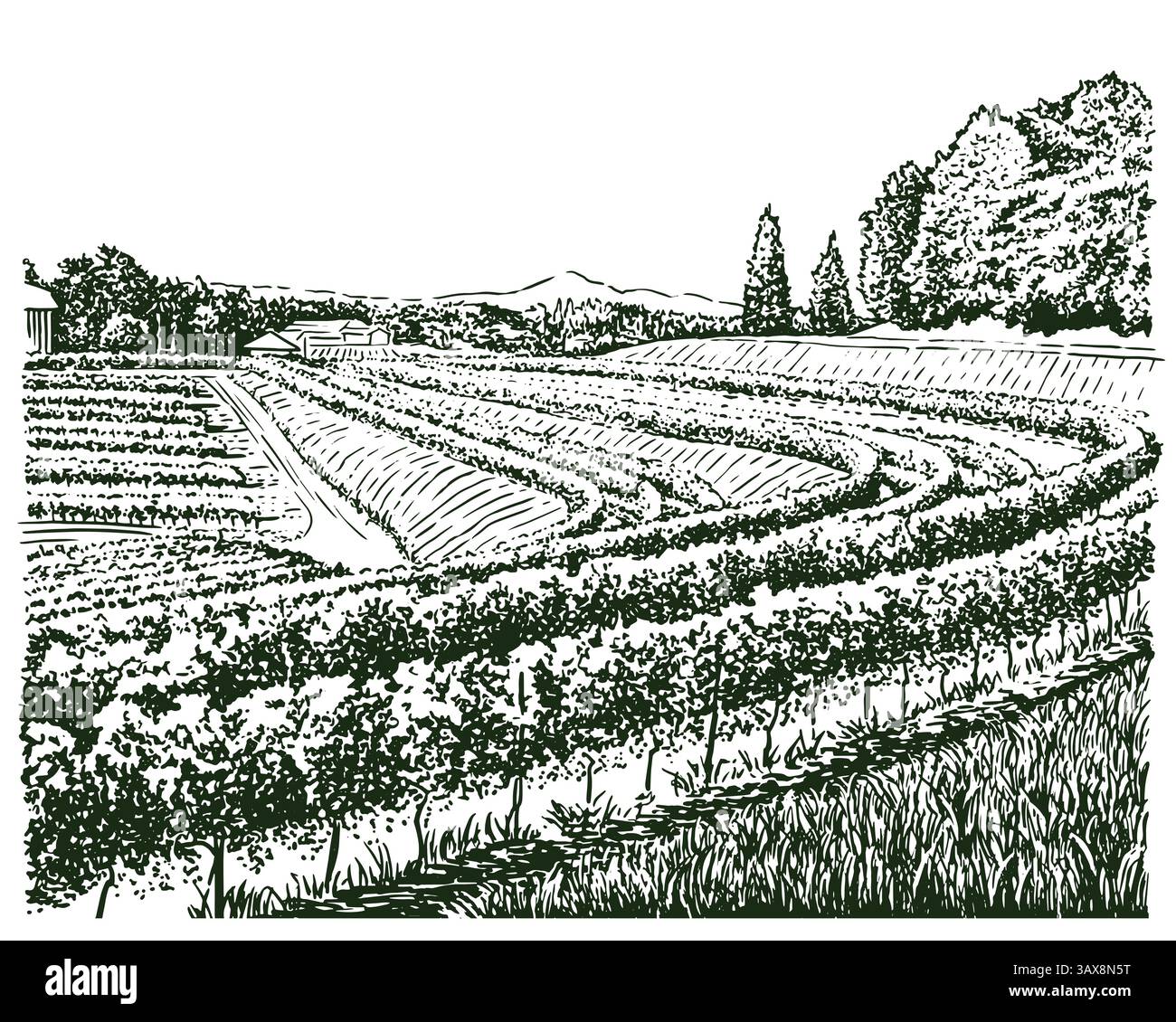 Vintage sketch illustration of vine farm Stock Vector Image & Art - Alamy