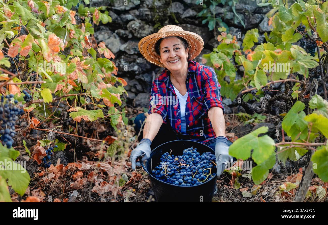 Happy senior farmer work at grape farm in harvest season. Food ...