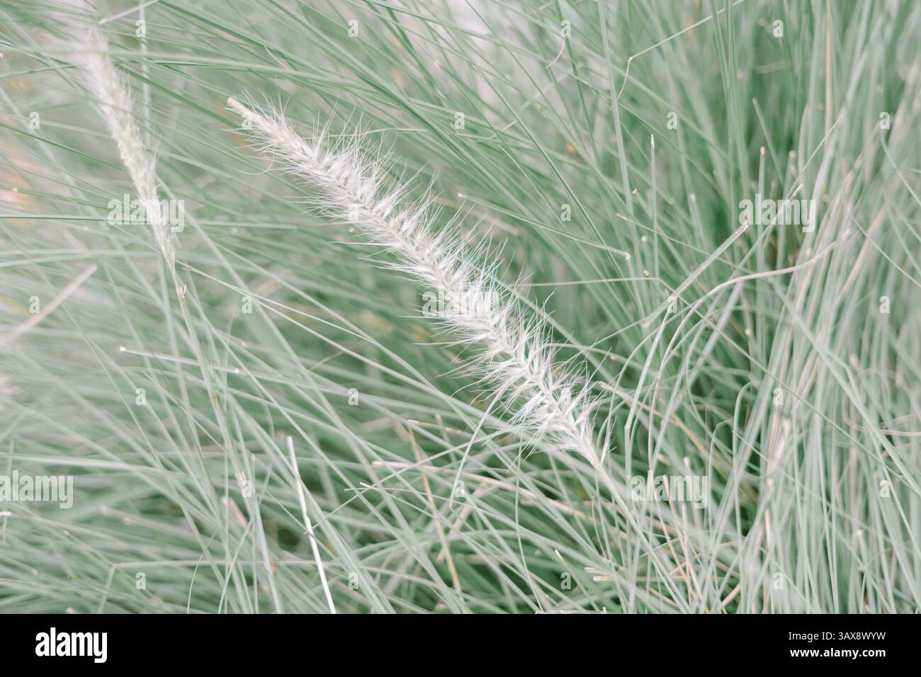 Soft focus on delicate green foxtail grass. Calming nature image with ...