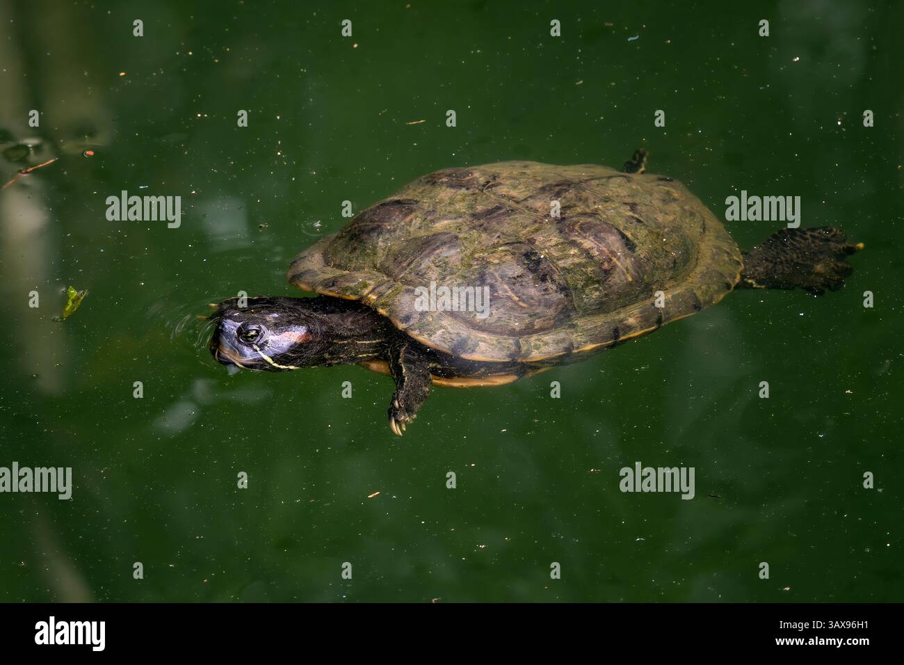 Red-eared Slider - Trachemys scripta elegans, beautiful colored ...