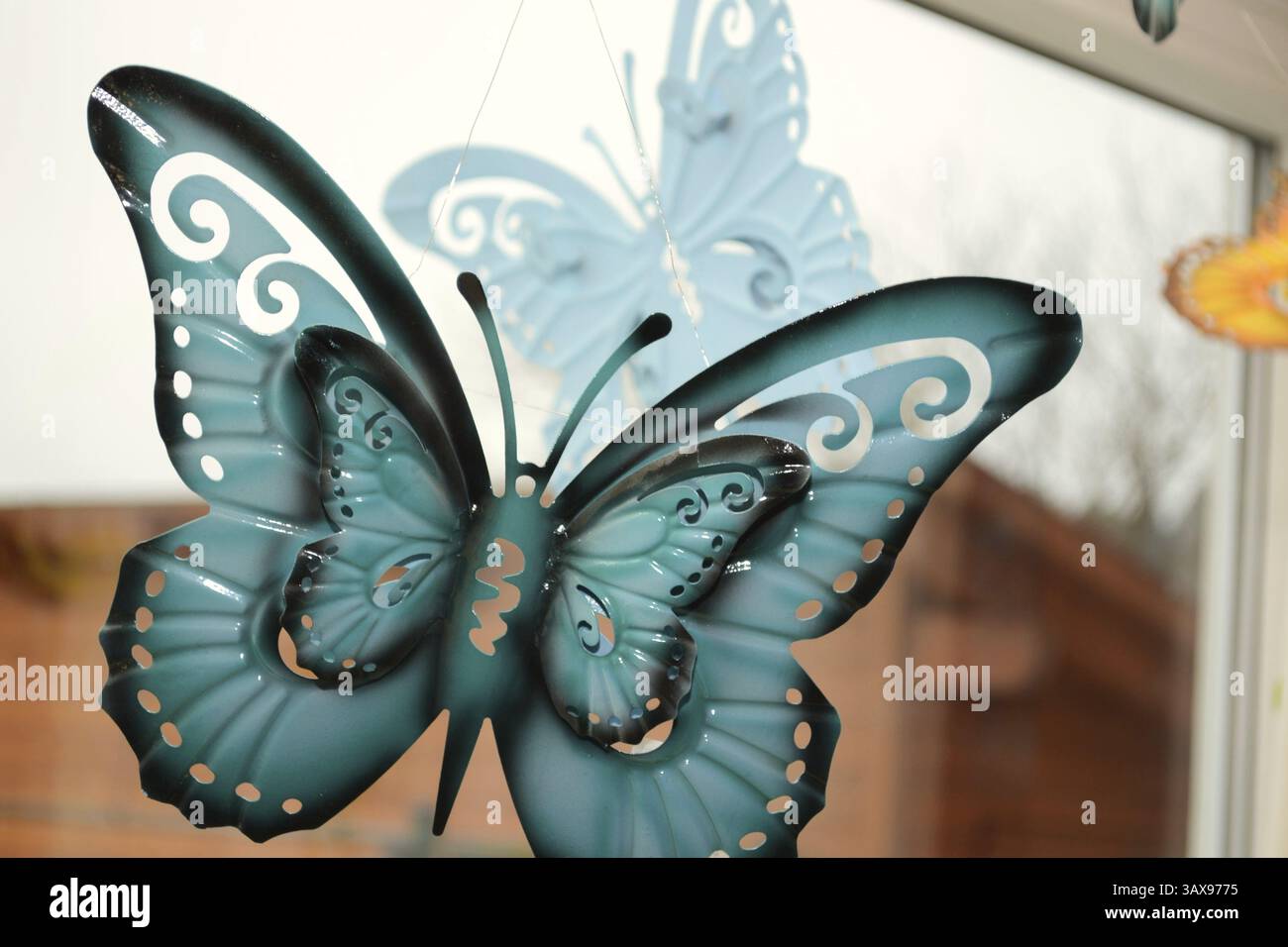 Butterfly showcases hi-res stock photography and images - Alamy