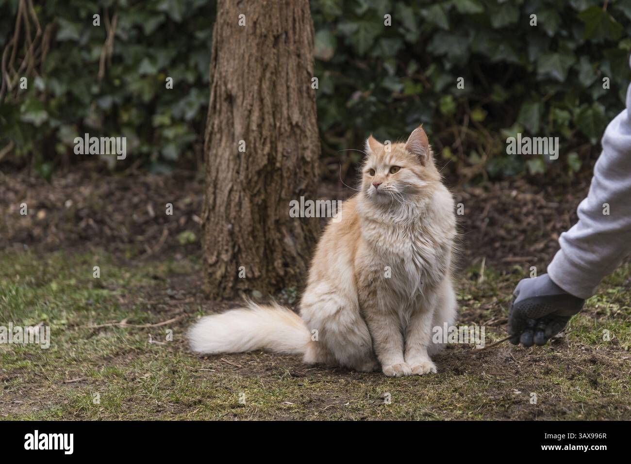 Red domestic cat shows hi-res stock photography and images - Alamy