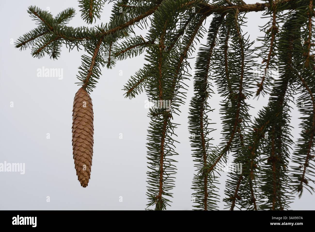 Branches of a spruce tree with a flower cone on them Stock Photo - Alamy